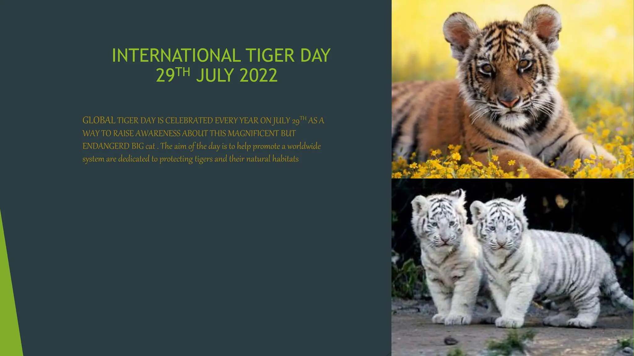 HAPPY INTERNATIONAL TIGERS DAY Best presentation prepared by Rishabh | PPTX