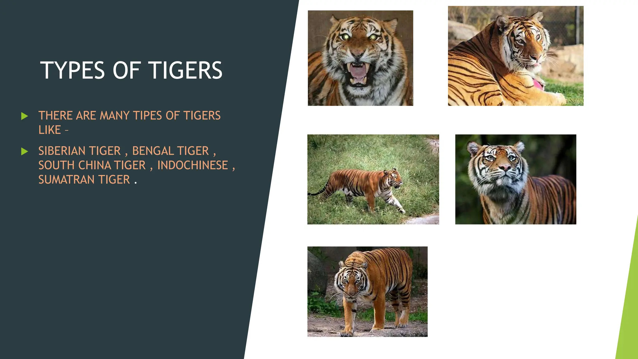 HAPPY INTERNATIONAL TIGERS DAY Best presentation prepared by Rishabh | PPTX