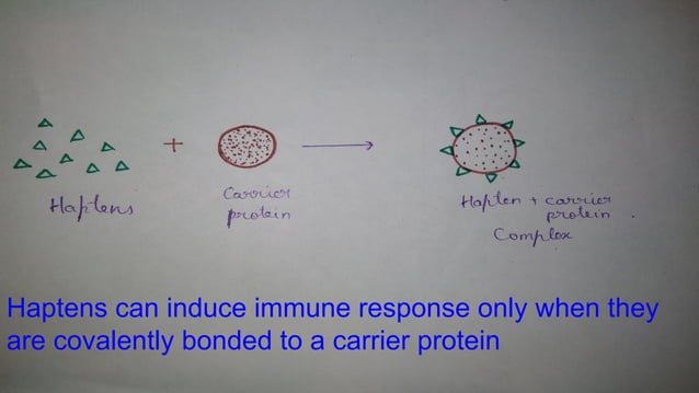Haptens | PDF | Chemistry | Science
