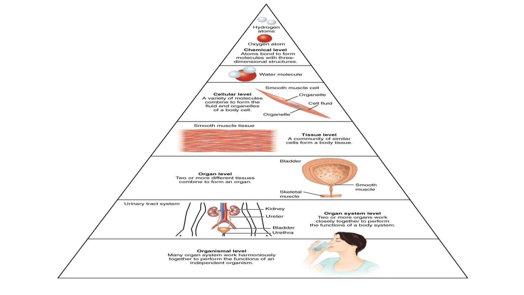 B pharmacy HAP 1 UNIT 1 SEM 1 hap unit 1 a.pptx