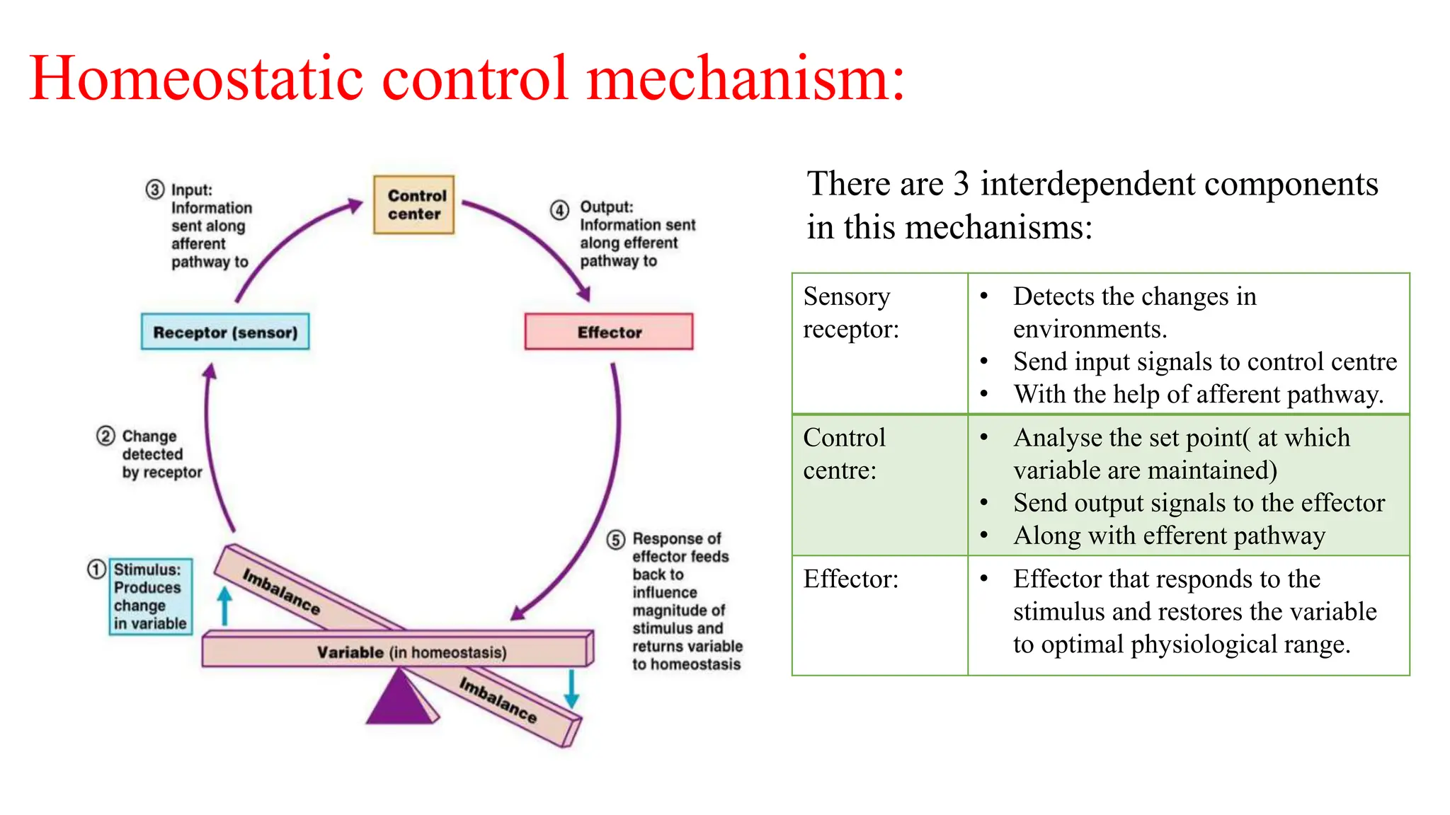 B pharmacy HAP 1 UNIT 1 SEM 1 hap unit 1 a.pptx