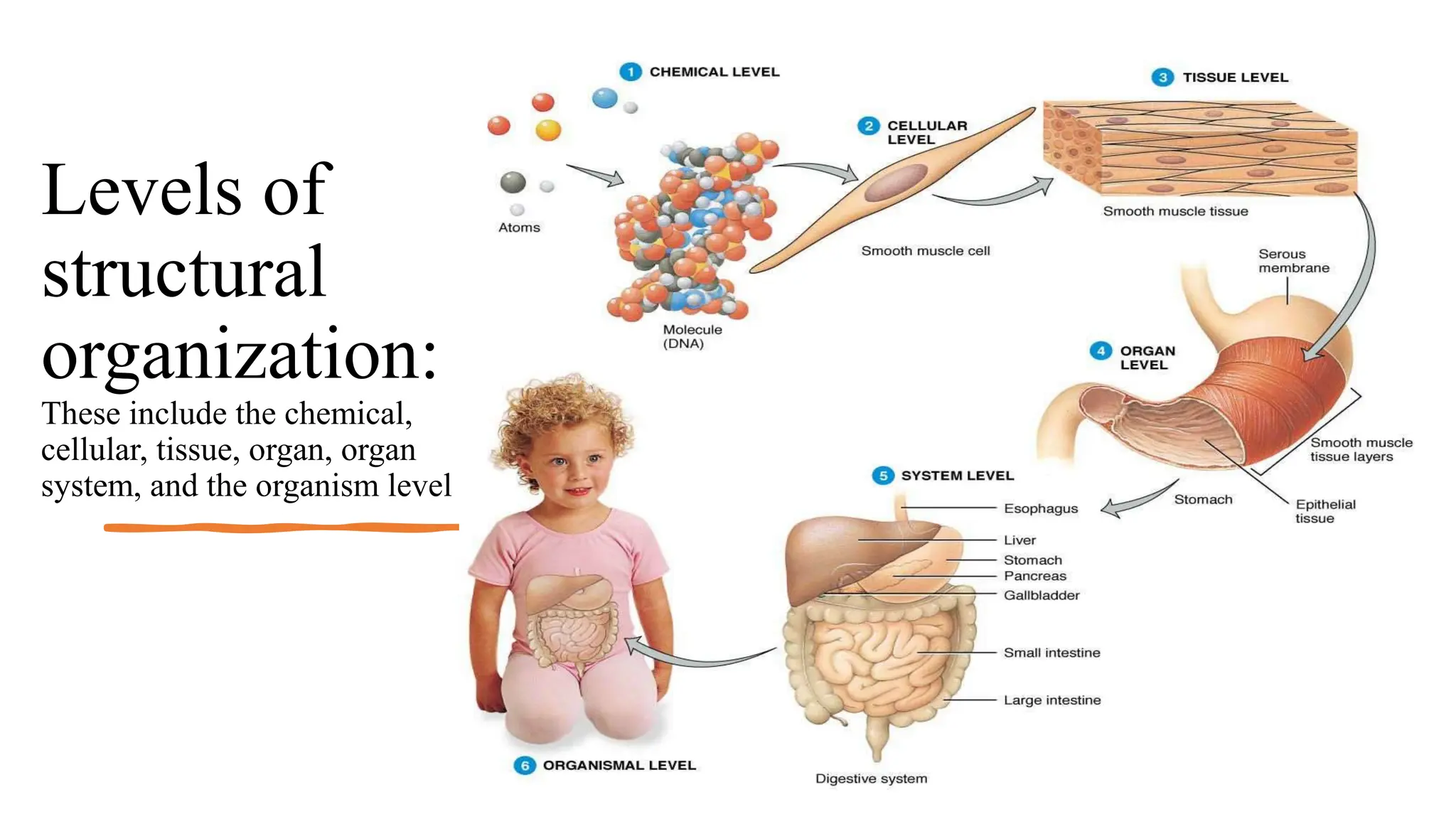 B pharmacy HAP 1 UNIT 1 SEM 1 hap unit 1 a.pptx