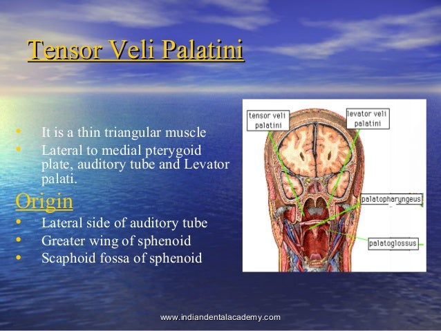 Hard and soft palate/ oral surgery courses