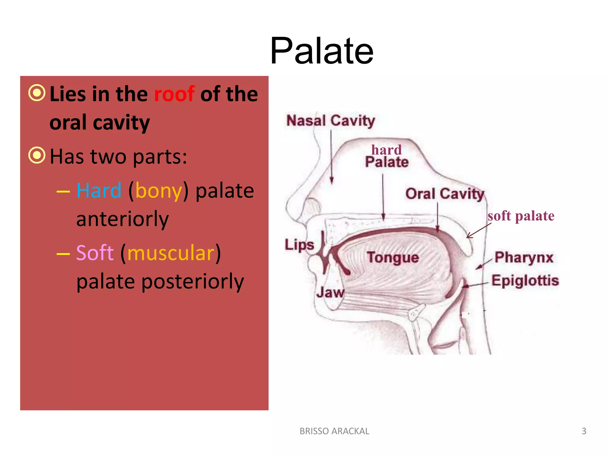 Hard and soft palate | PPTX