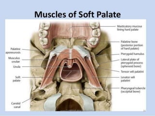 Hard and soft palate | PPTX