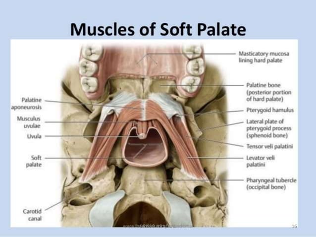 Hard and soft palate | PPTX