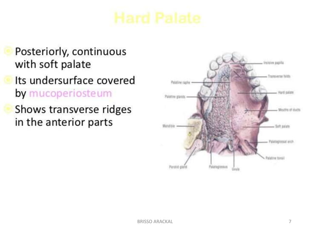 Hard and soft palate | PPTX