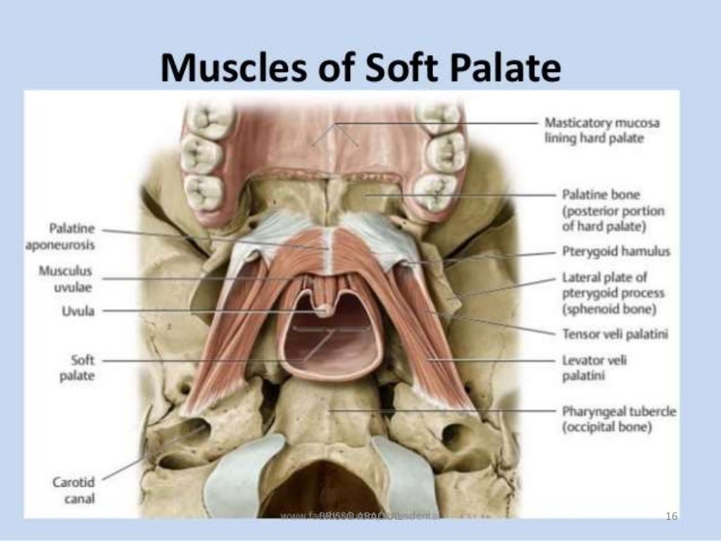 Hard and soft palate