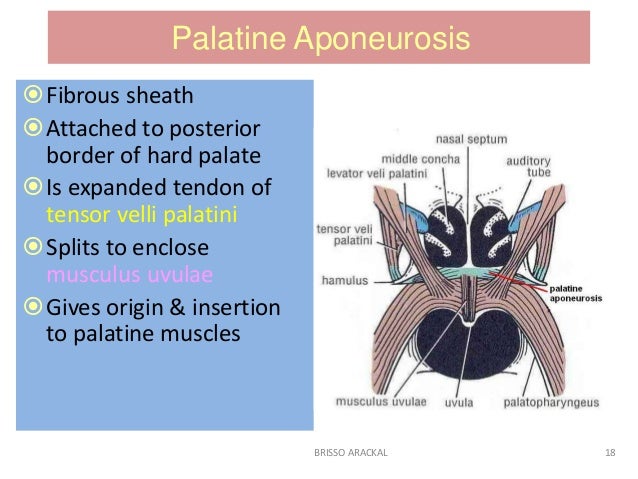 Hard and soft palate