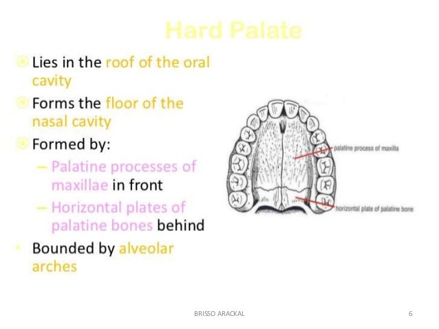 Hard and soft palate