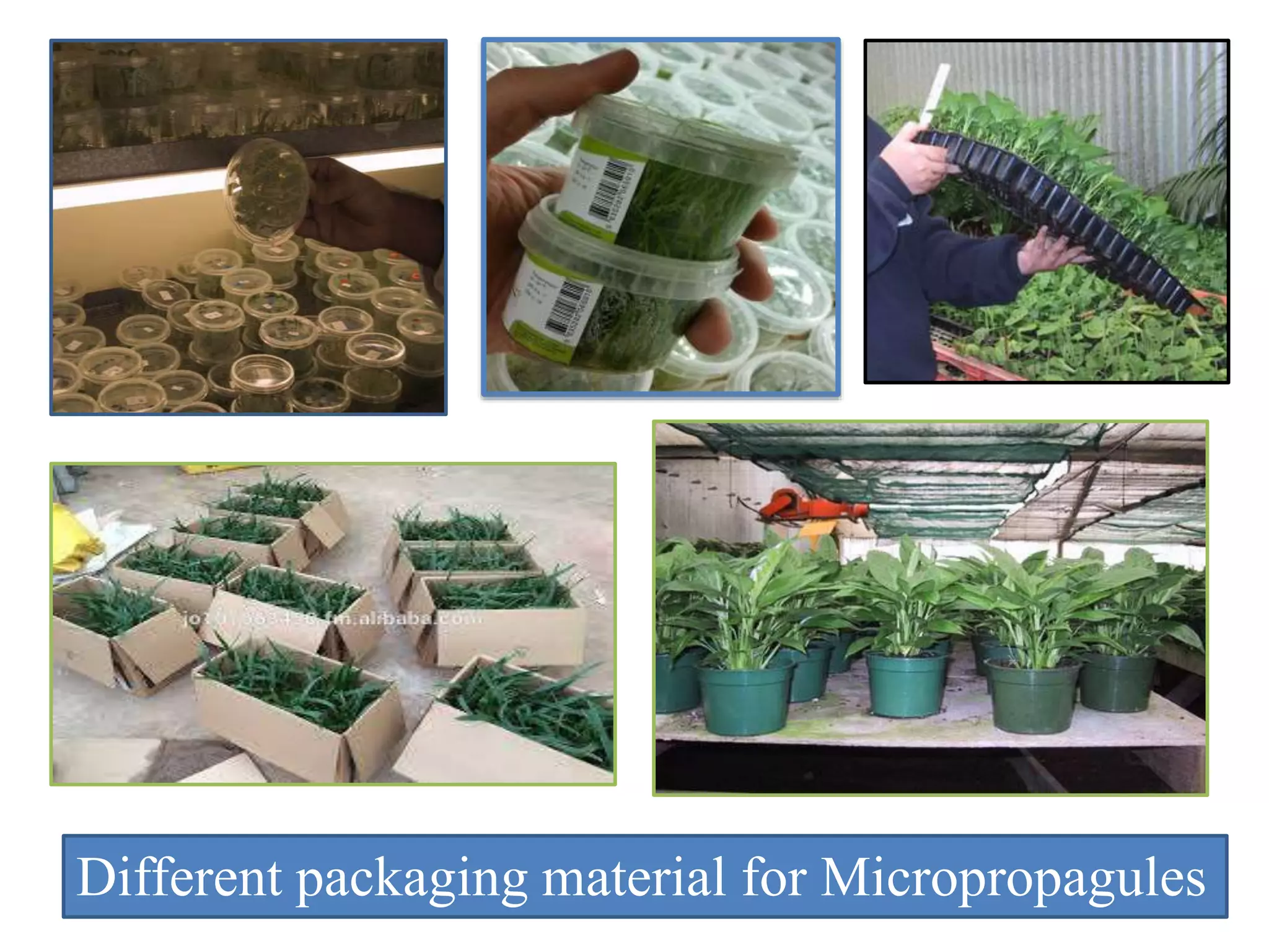 Hardening, packaging & transport of micropropagules and construction of ...