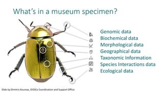 openDS - A new standard for digital specimens | PPT