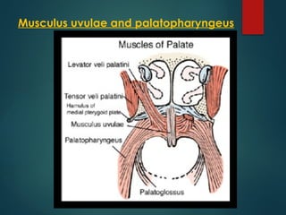 HARD PALATE & SOFT PALATE.pptx anatomy 1 st year | PPT