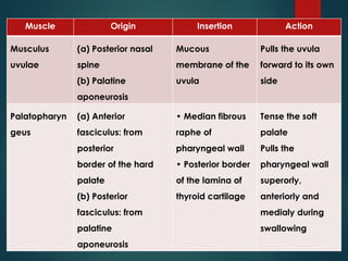 HARD PALATE & SOFT PALATE.pptx anatomy 1 st year | PPTX