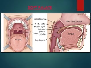 HARD PALATE & SOFT PALATE.pptx anatomy 1 st year | PPT