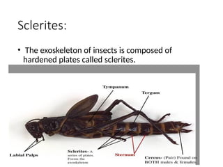 Hard parts of insects including exoskeleton.pptx