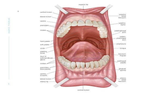 Hard tissue examination.pptx