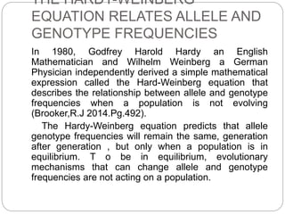 Hardweinberg equation | PPT