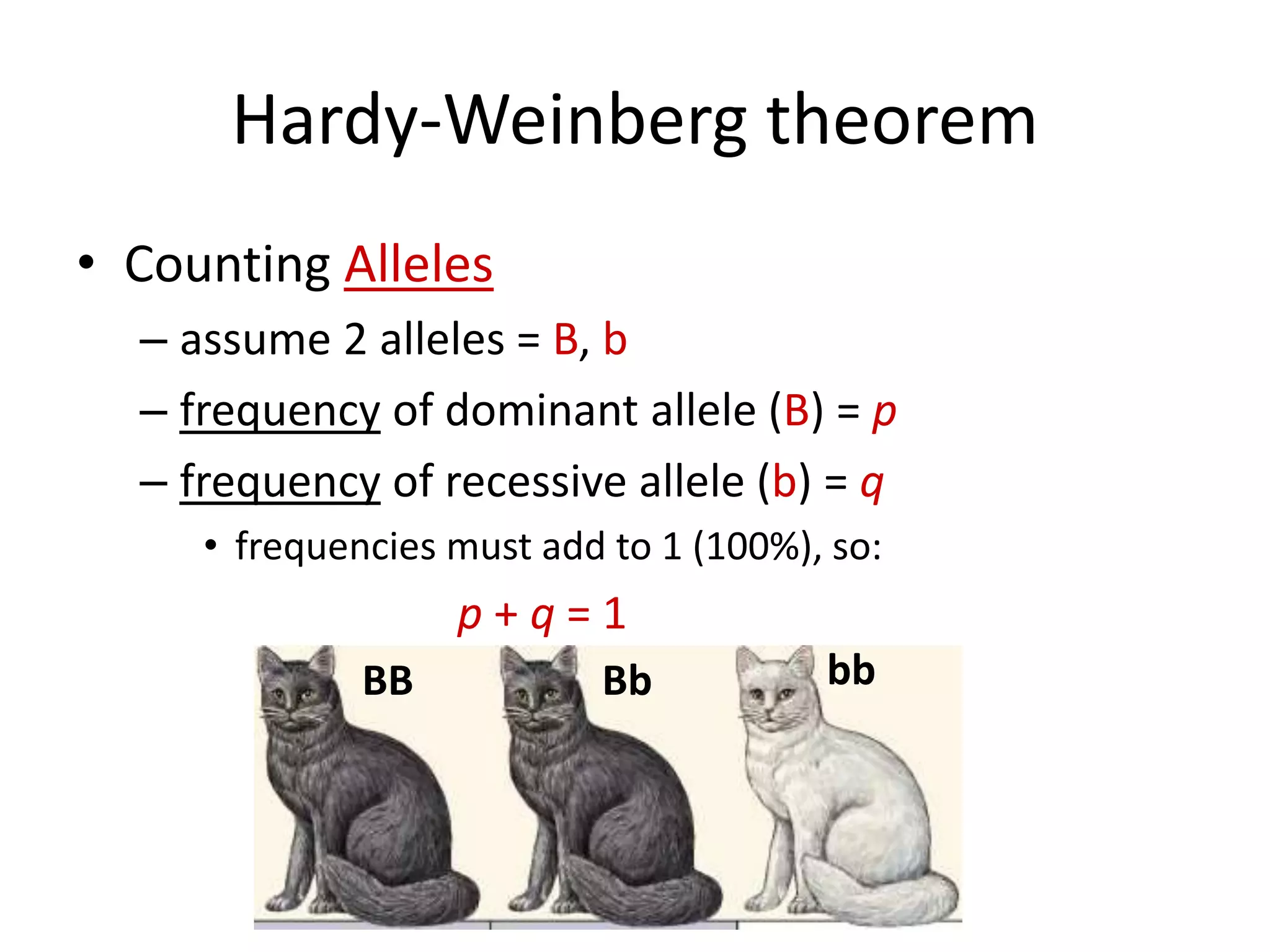 Hardy-weinberg principle | PPTX