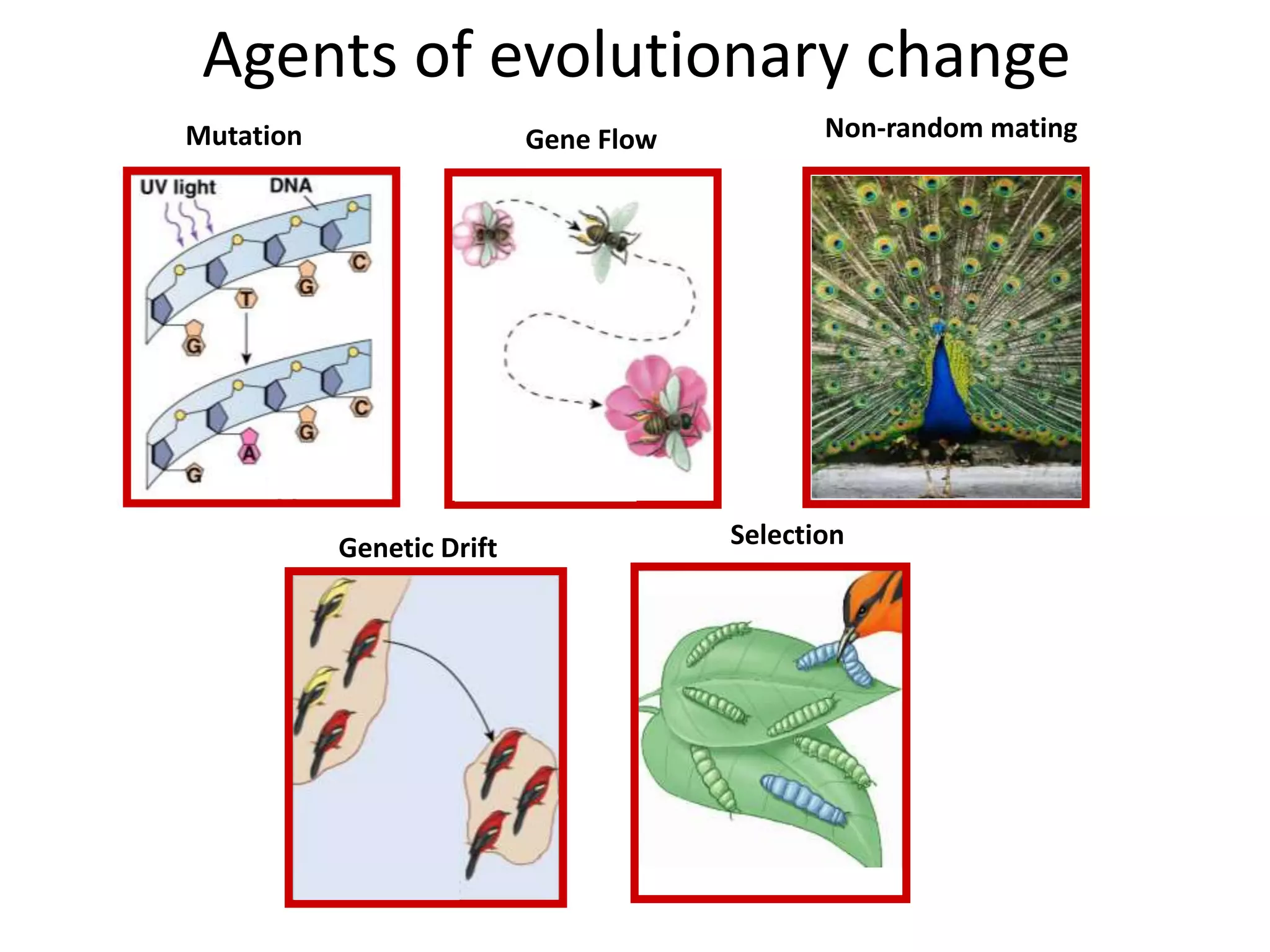 Hardy-weinberg principle | PPTX