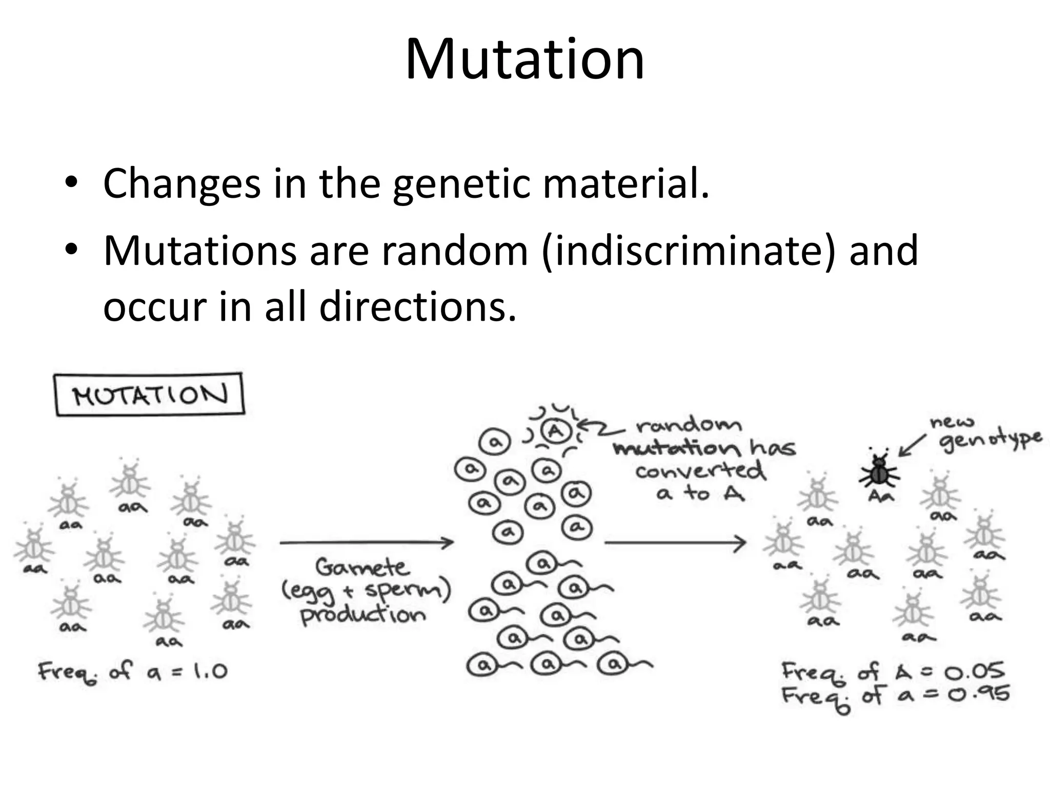 Hardy-weinberg principle | PPTX