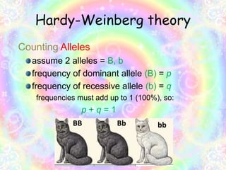 Hardy weinberg theory | PPTX