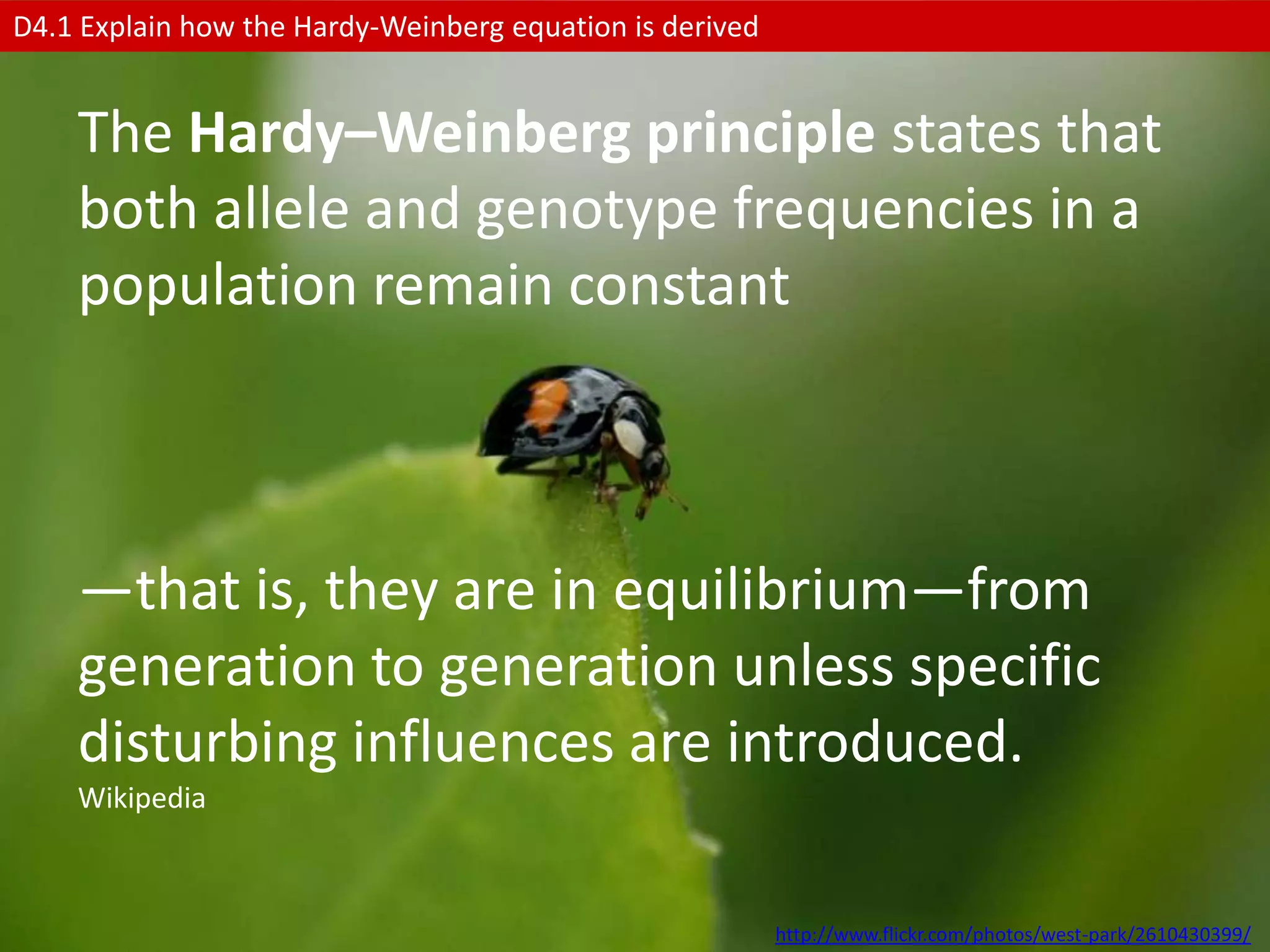 IB Biology Option D.4: Hardy Weinberg Principle | PPTX