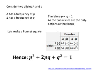 IB Biology Option D.4: Hardy Weinberg Principle | PPTX