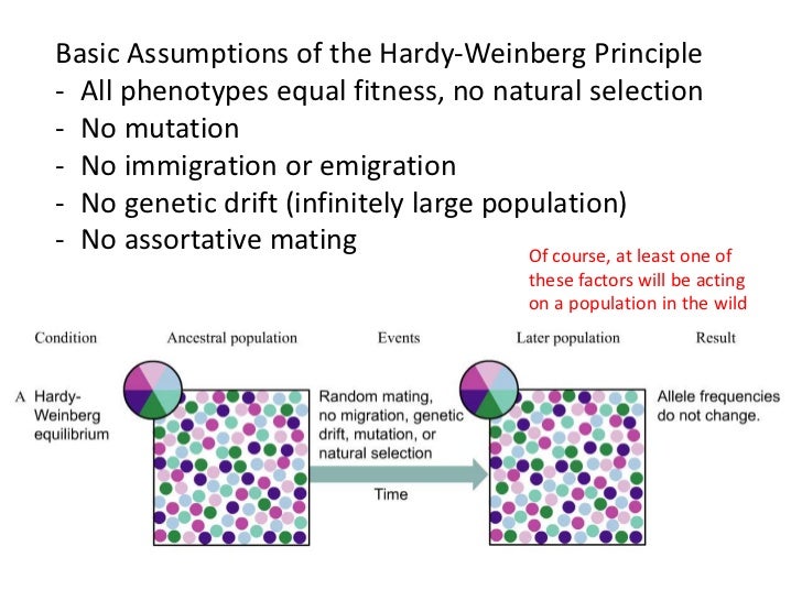 IB Biology Option D.4: Hardy Weinberg Principle