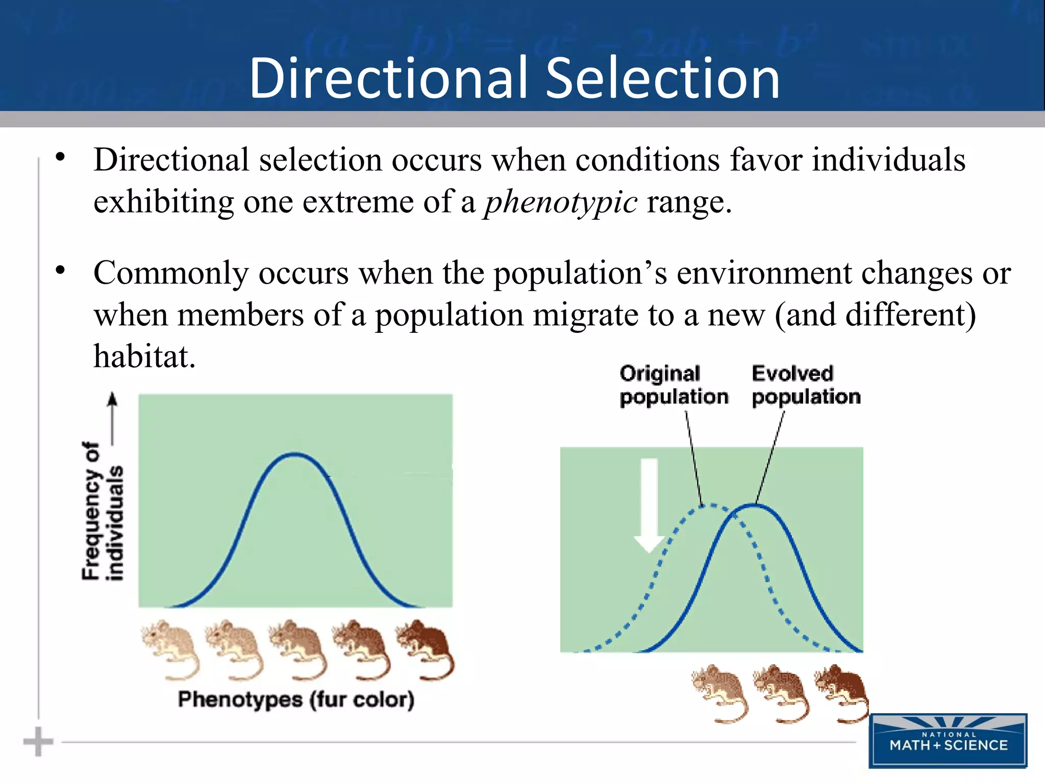 Microevolution Changing Allele Frequencies | PPT
