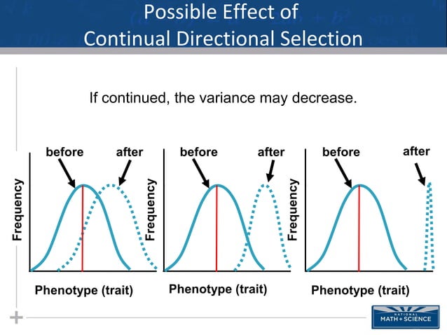 Microevolution Changing Allele Frequencies | PPT