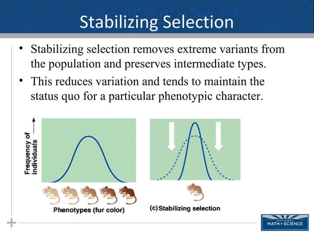 Microevolution Changing Allele Frequencies | PPT