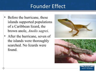 Founder Effect Example