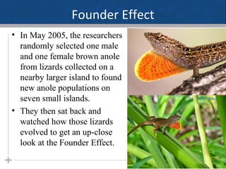 Founder Effect Example