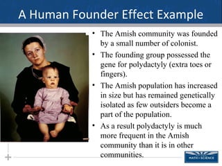 Founder Effect Example In Humans