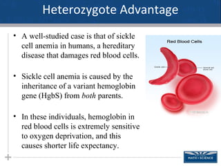 Heterozygote Advantage Sickle Cell Anemia