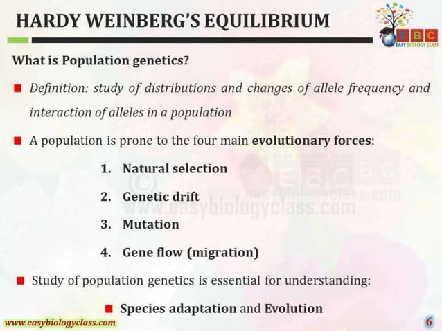 Hardy weinberg law | PPTX | Genetics | Science