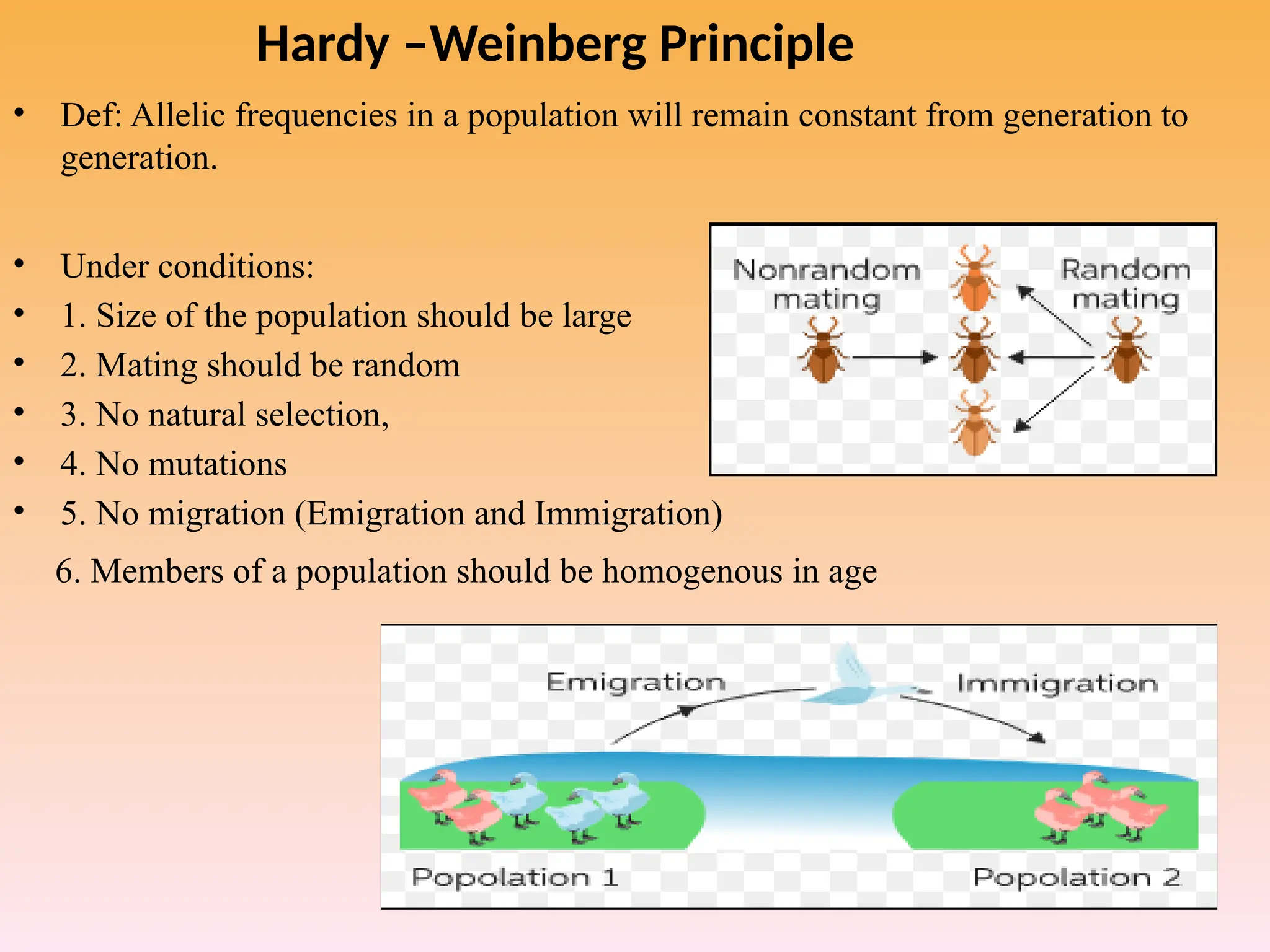 Hardy weinberg principle 12 th class Ppt Presentation | PPT