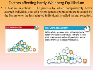 Hardy weinberg principle 12 th class Ppt Presentation | PPT