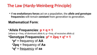 Hardy_Weinbergs_law_and[1]. A simple Explanation | PPT