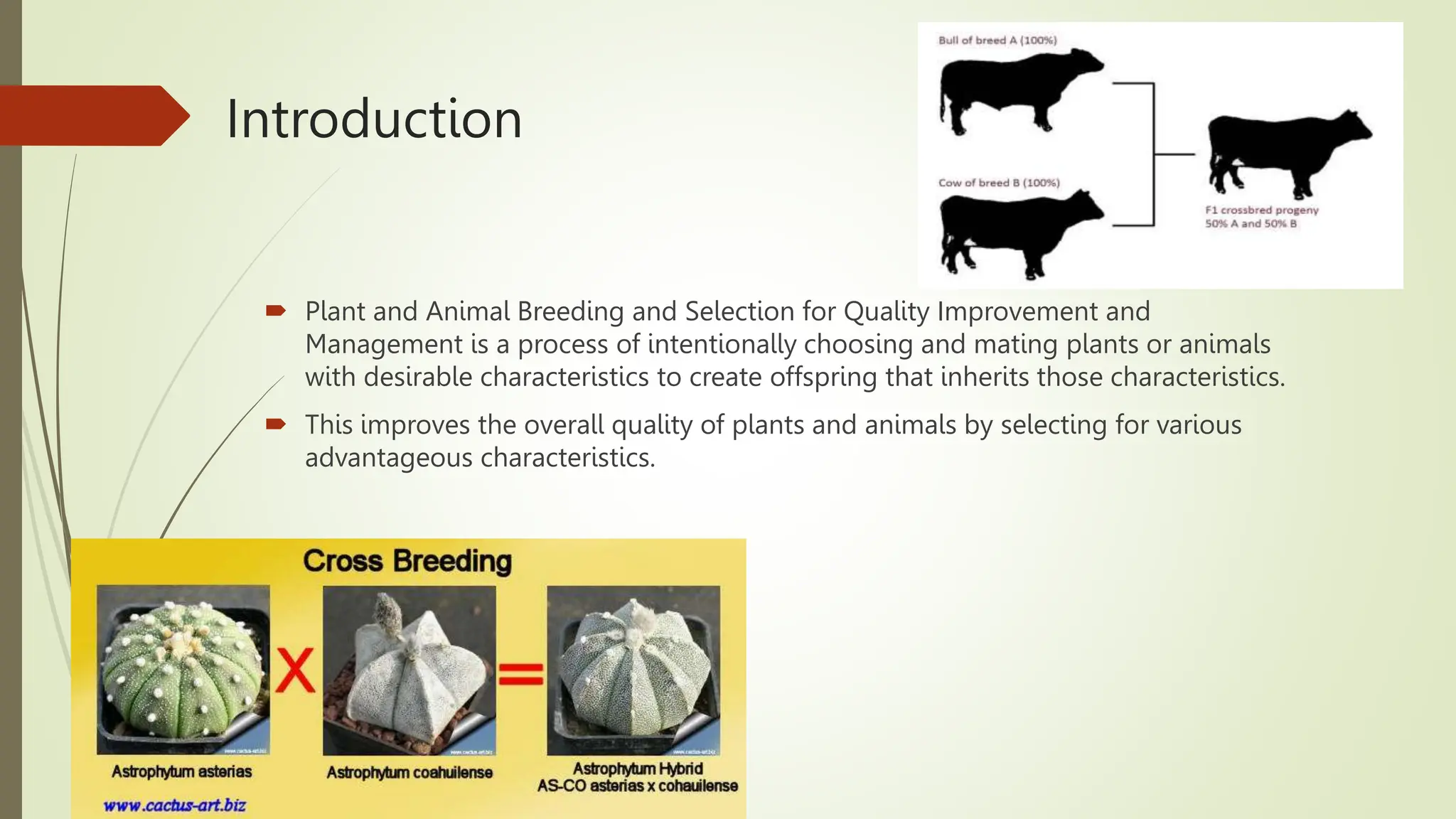 Plants and animal breeding: improvement Management | PPTX