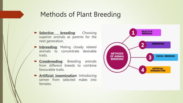 Plants and animal breeding: improvement Management | PPTX | Agriculture ...