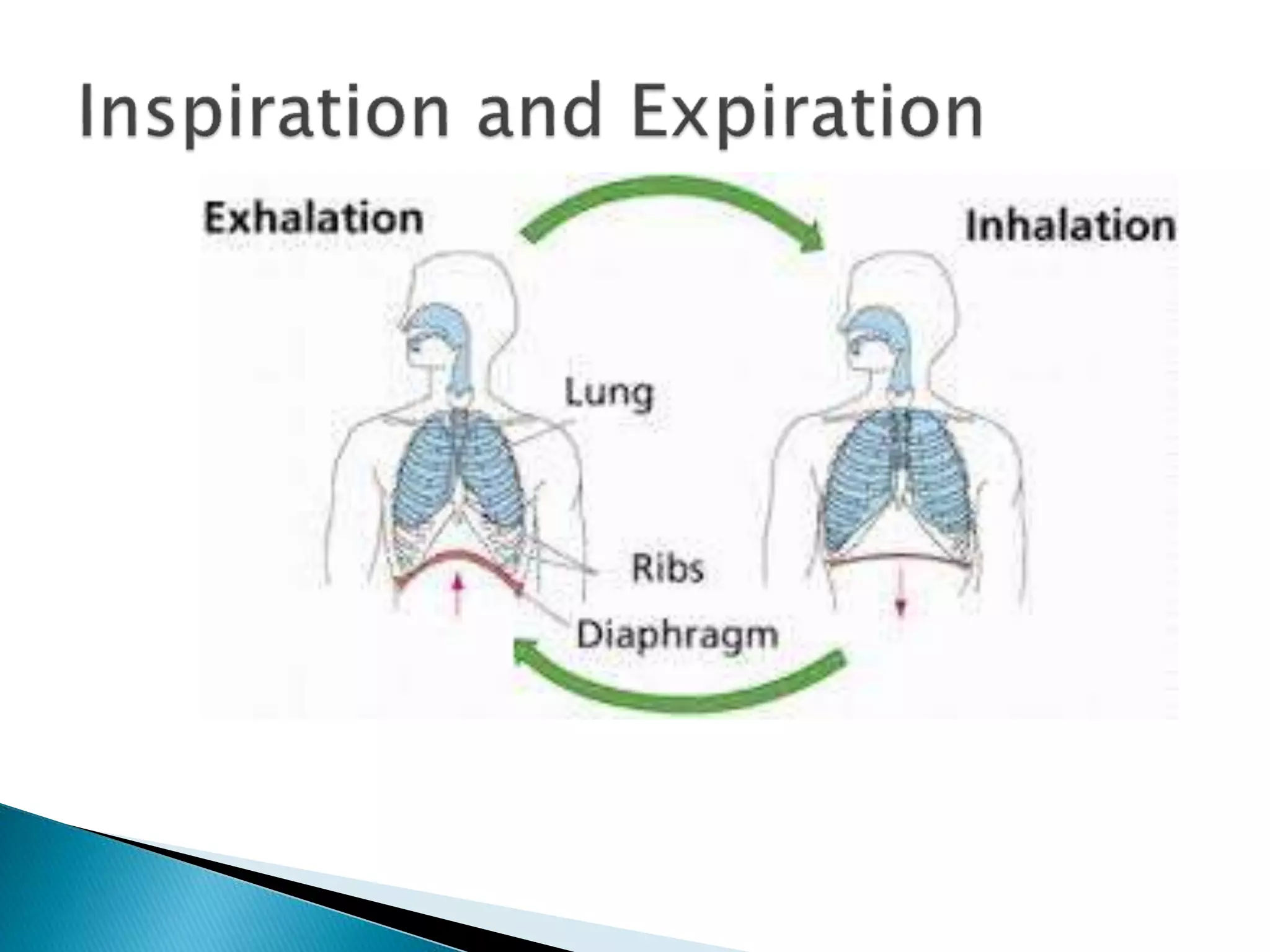 periodic breathing | PPTX