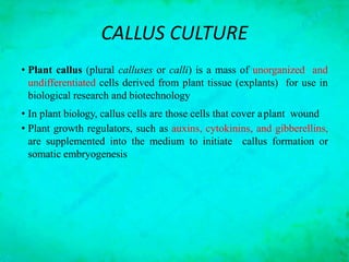 CALLUS CULTURE OF NEEM | PPTX