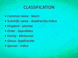 CALLUS CULTURE OF NEEM | PPTX