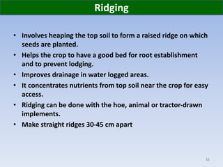 Haricot bean Production technical POP MAY 2014.pptx