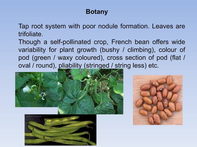 Haricot bean Production technical POP MAY 2014.pptx