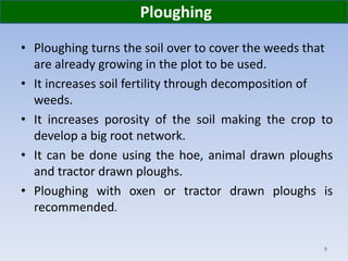 Haricot bean Production technical POP MAY 2014.pptx