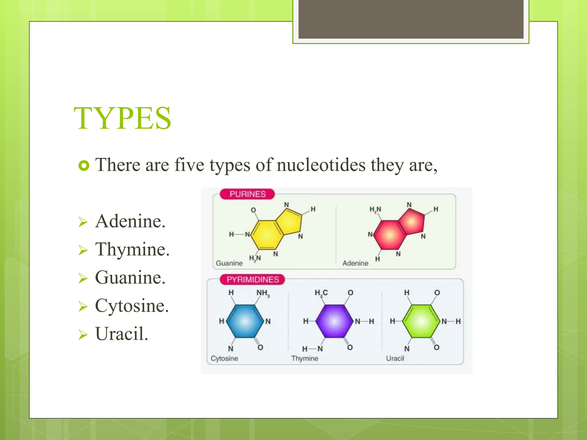 Biological importance of nucleotides | PPTX