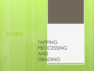 Tapping and processing of rubber- Rubber | PPTX